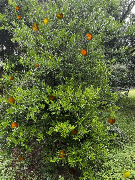 Ponkan Sythetic V2 24042024 Object Detection Dataset By Utfprdv