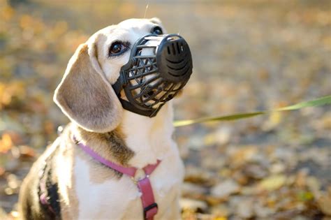 Comment Habituer Votre Chien Au Port De La Muselière