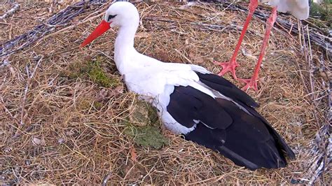 Webcam In The Nest Of Storks In The Village Of Makov Czech Republic