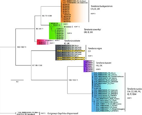Phylogenetic Tree Of Some Species Of The Genus Tandonia Based On Coi