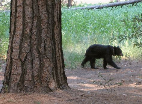The Worlds Smartest Bears
