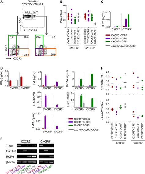Human Blood CXCR5 CD4 T Cells Are Counterparts Of T Follicular Cells
