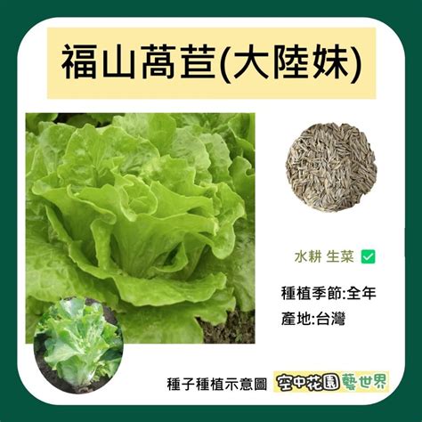 【台灣出貨 電子發票】福山萵苣 約2175粒 種子 大陸妹 萵苣 生菜 火鍋 炒煮 川燙 菜籽 水耕 空中花園藝世界 蝦皮購物