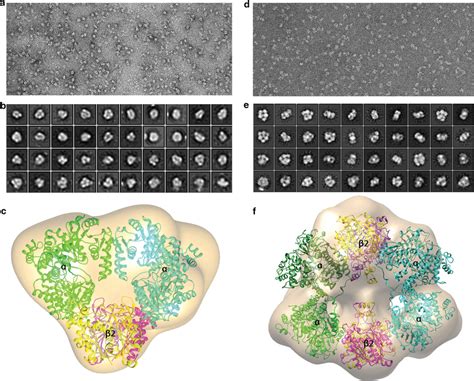 Negative Staining Em Analysis Of Ectfe And Anectfe A Representative