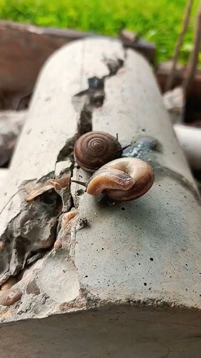 การเคื่อนไหวของหอย Youtube