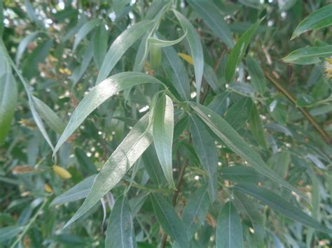 Salix alba - Изображение особи - Плантариум