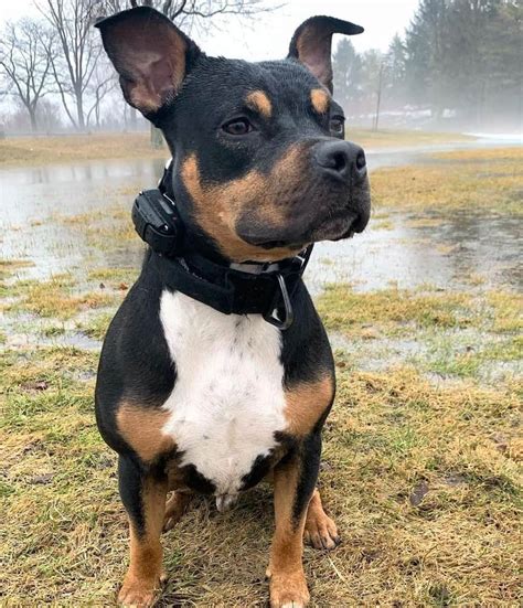 Tri Color Pitbull The Rare Pitbull Color Everyone Wants To Have