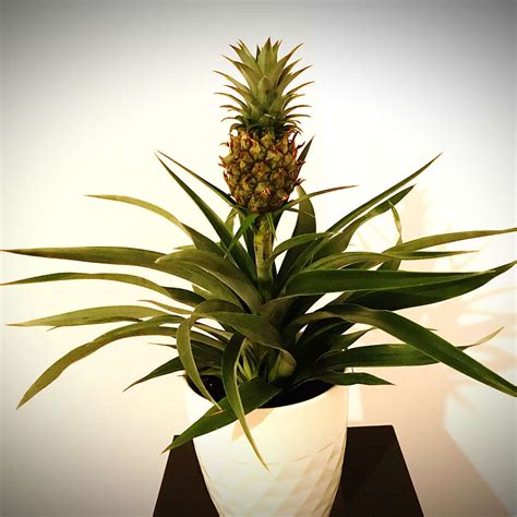 How To Grow And Care For A Pineapple Plant Indoors Atelier Yuwaciaojp