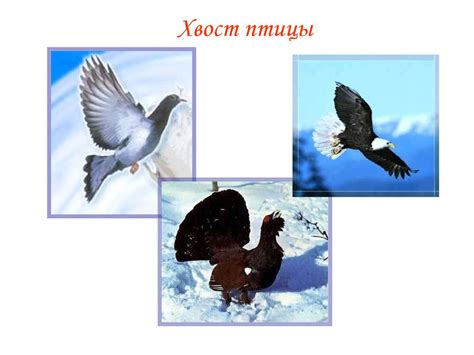 Класс птицы Внешнее строение птиц презентация онлайн