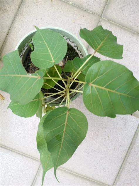 Green Ficus Religiosa Peepal Tree Plant For Plantation At Rs 35 Piece