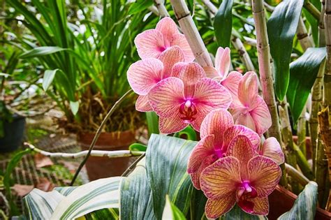 Premium Photo Vibrant Pink Orchids In Greenhouse Garden
