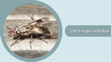 15 Types Of Deer Fly Identification With Picture