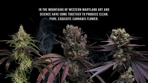 Grow West Cannabis Company Wholesome Natural Healing Leafly