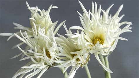 Chrysanthemum Elegant Symbolic Flowers For Autumn Bouquets Sunset