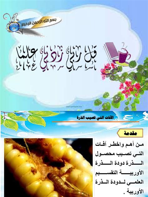 دودة الذرة الأوروبية Pdf