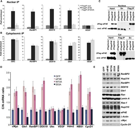 Link Between Npc Mrna Export And Oncogenic Transformation Download Scientific Diagram