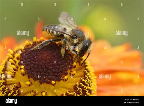 Colorful Closeup On A Female Patchwork Leafcutter Bee Megachile