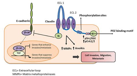 Figure 4 From Tight Junction Proteins And Signaling Pathways In Cancer