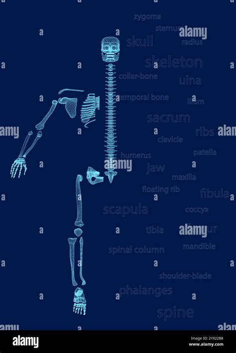 Appendicular Skeleton With Human Body Skeletal System Parts Outline