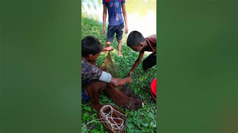 গ্রামের পুকুর থেকে জাল দিয়ে মাছ ধরার অসাধারণ ভিডিও। Fishing Fish