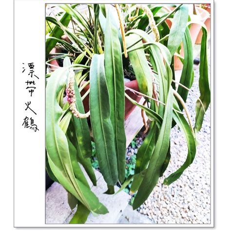 觀葉雨林植物 漂帶花燭 漂帶火鶴 飄帶火鶴 雨林植物 蝦皮購物