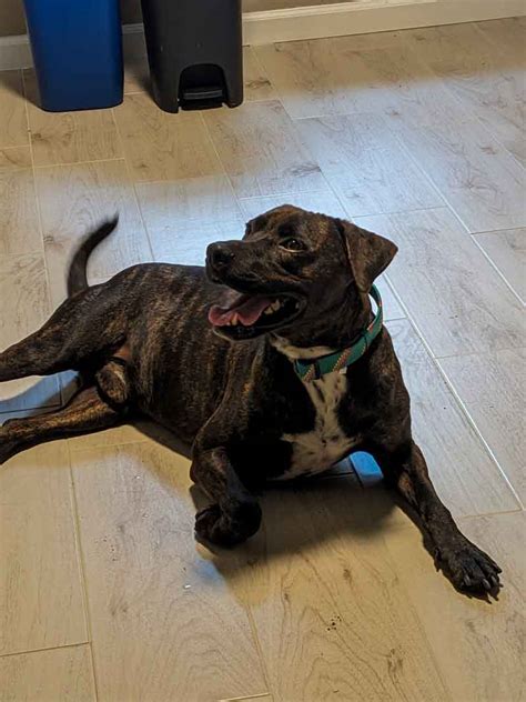 After 300 Days Escambia Animal Shelters Longest Resident Now Has A