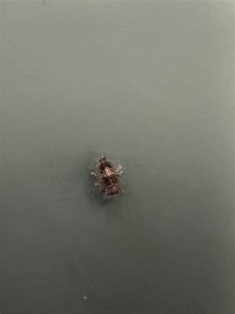 friends and i cant figure out what he is and are very curious r