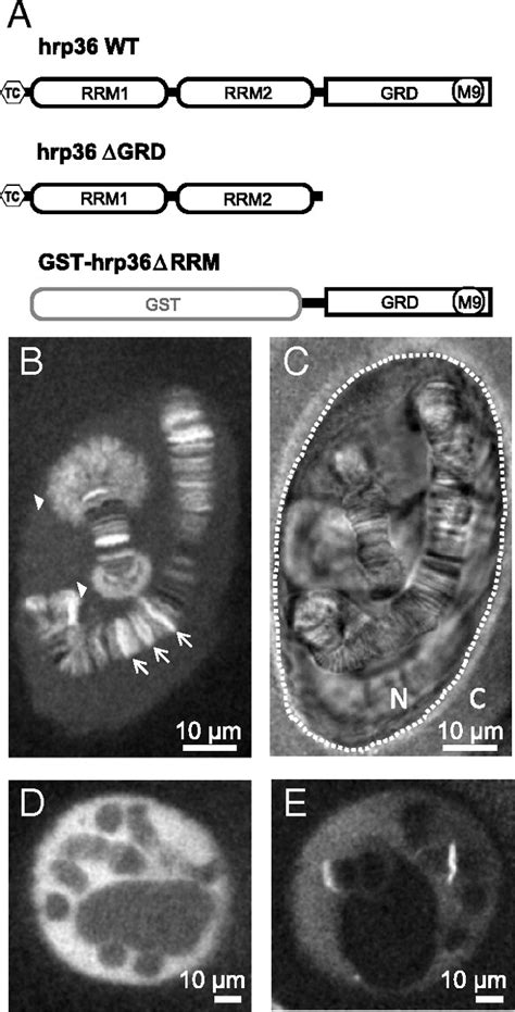 Nuclear Export Of Single Native Mrna Molecules Observed By Light Sheet Fluorescence Microscopy