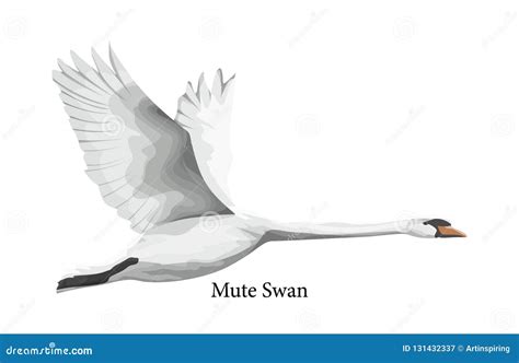 Mute Swan Cartoon Vector Illustration 61117332