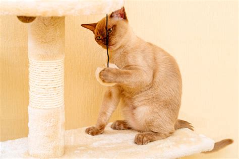 버마 고양이 키티 색 초콜릿은 국산 고양이의 품종입니다 갈색에 대한 스톡 사진 및 기타 이미지 갈색 거실 고양이 새끼