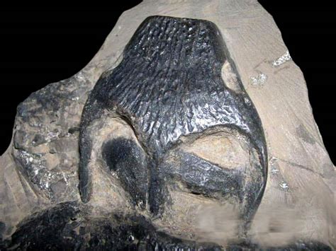 Fake Chinese Fossils Fossil Forgery From China