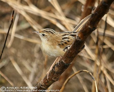 Cisticole Des Joncs Cisticola Juncidis