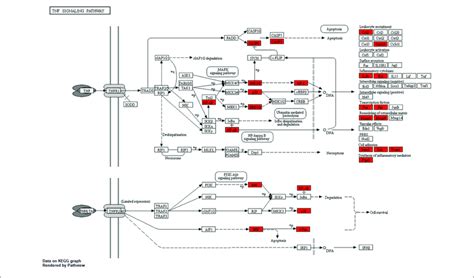 The Tnf Signaling Pathway Download Scientific Diagram