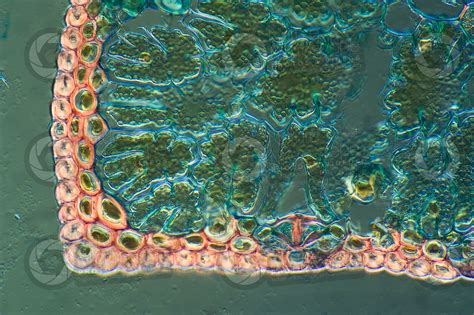Pinus Sp Leaf Transverse Section Differential Interference Contrast