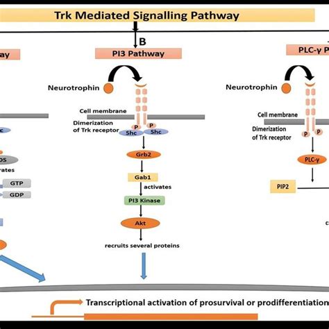 Figure No 1 Major Pathways Activated During Trk Mediated Signalling Download Scientific
