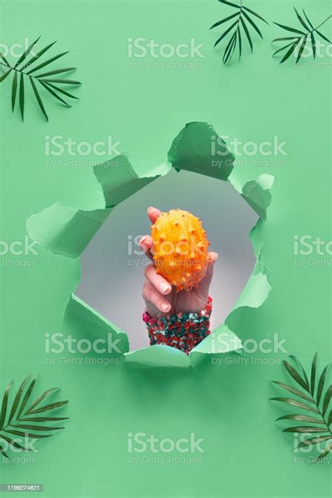 키와노 야자수 잎열대 녹색 기하학적 배경에 종이 구멍에서 보여주는 인간의 손에 작은 이국적인 오렌지 뾰족한 과일 과일에 대한