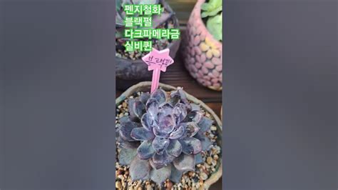 추수감사절에 Youtube