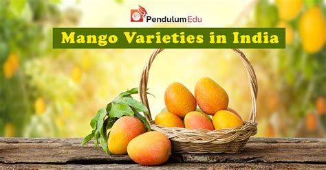 Mango Varieties In India State Wise Know More About The Types Of