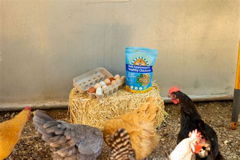 Do Chickens Have Sex How Chickens Reproduce Buff Clucks
