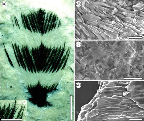 1 A Fossil Bird Feather From Crato Formation Early Cretaceous
