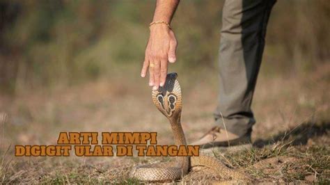 11 Arti Mimpi Digigit Ular Di Tangan Pertanda Rezeki Atau Kesusahan