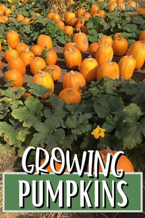 Grow Your Own Pumpkin Patch For A Bountiful Harvest