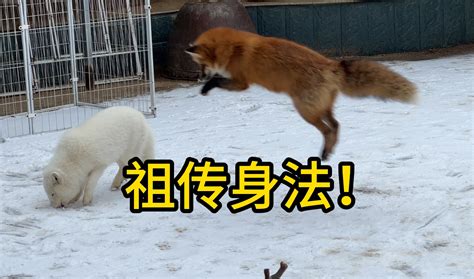 下大雪家里狐狸又开始作妖了这动作是祖传的 提提斯 提提斯 哔哩哔哩视频