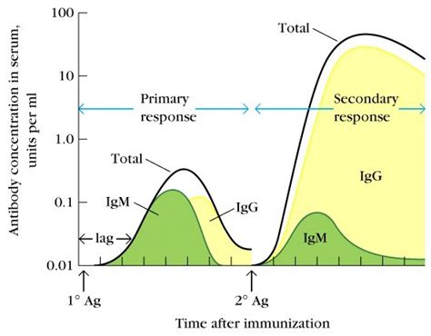 Primary Immune Response New Health Advisor