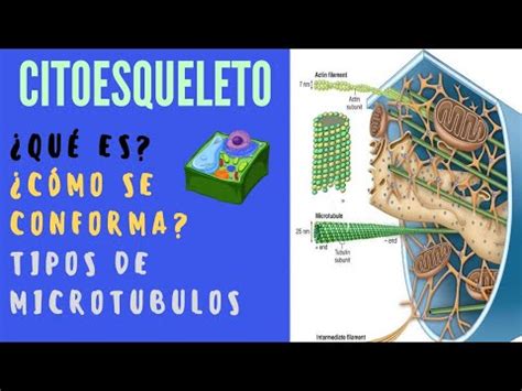El CITOESQUELETO Estructura Y Funcion FACIL L QUE ES EL CITOESQUELETO