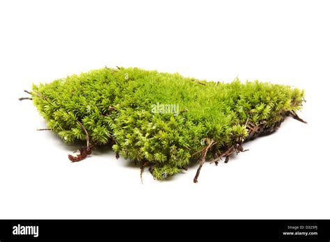Auf Moos Ausgeschnittene Stockfotos Und Bilder Alamy