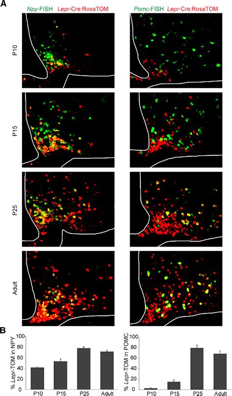 Figure 2 From Developmental Switch Of Leptin Signaling In Arcuate