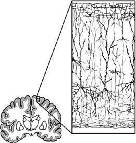 Computational Models Of The Neocortex