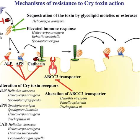 Pdf Bacillus Thuringiensis Insecticidal Three Domain Cry Toxins Mode
