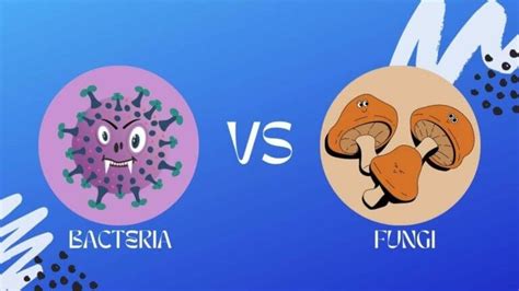 What Is The Difference Between Bacteria And Fungi